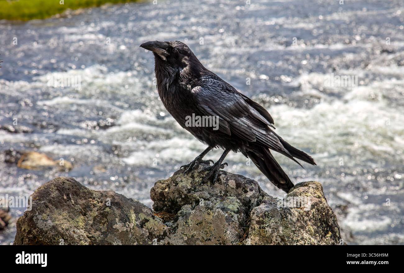 Common raven in forest hi-res stock photography and images - Alamy