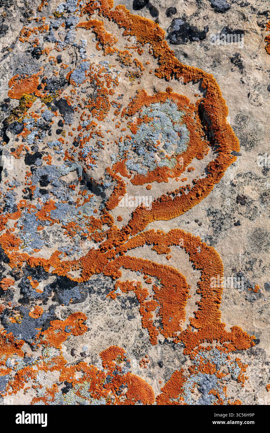 Colorful Crustose Lichens Stock Photo - Alamy