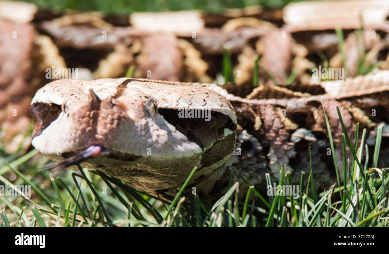 July 26, 2015, Buffalo, New York, USA: This Gaboon pit viper was turned ...