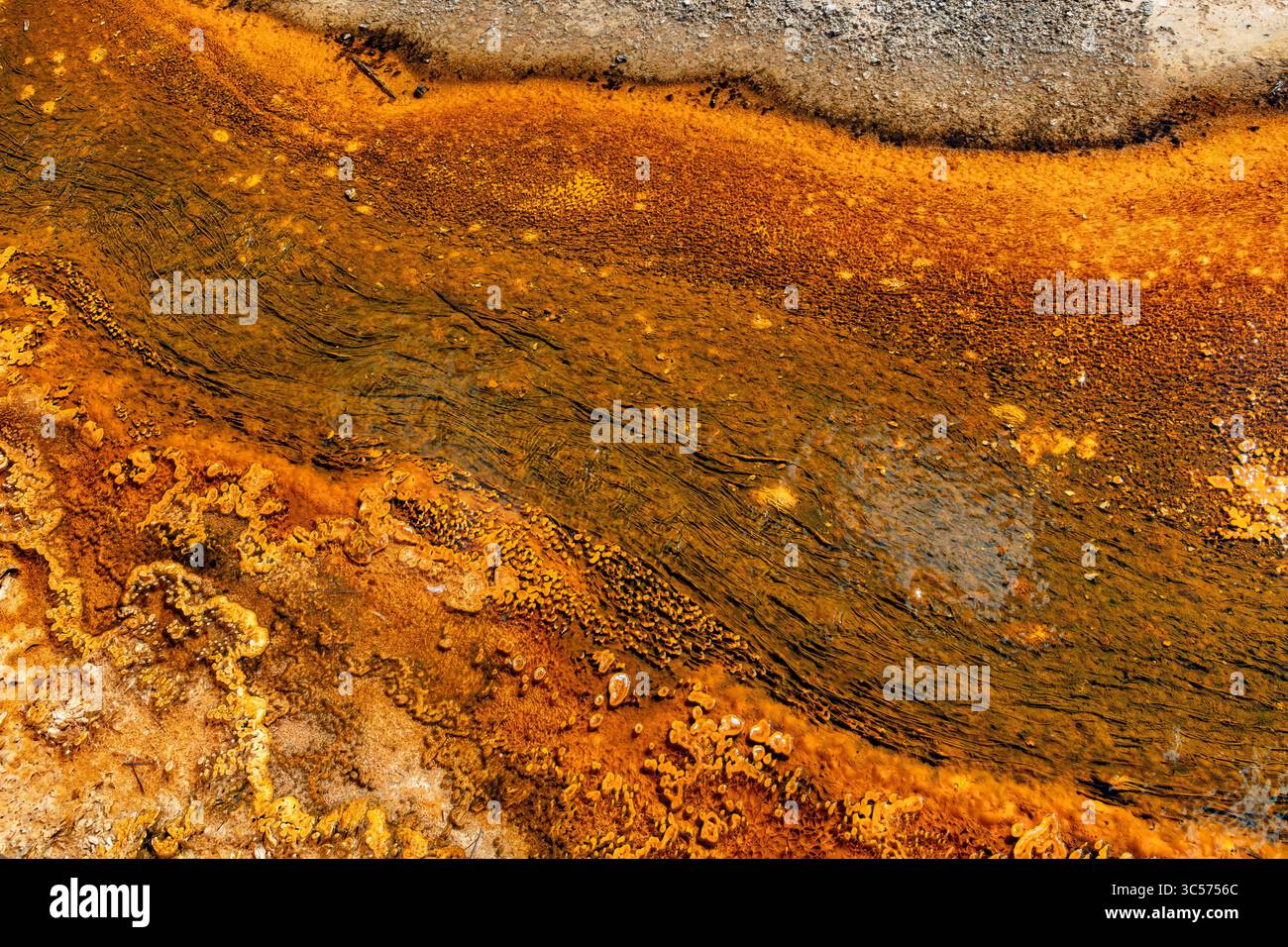 Geothermal biota hi-res stock photography and images - Alamy