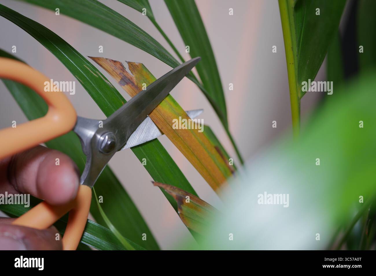 Pruning a plant leaf indoors using scissors Stock Photo - Alamy