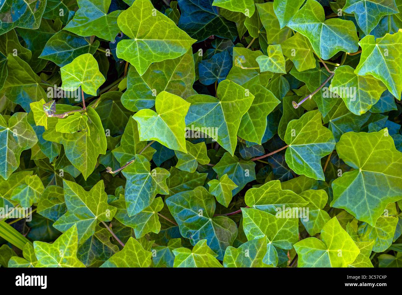 A dense section of green ivy is growing on the Pacific coast of ...
