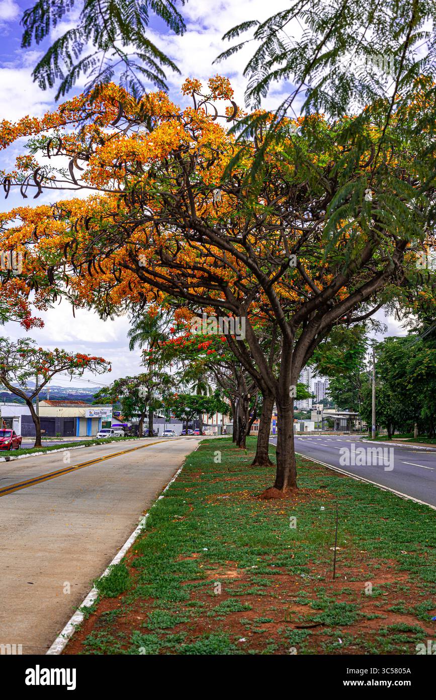 View of Flamboyant tree in Goiania, Brazil Stock Photo - Alamy