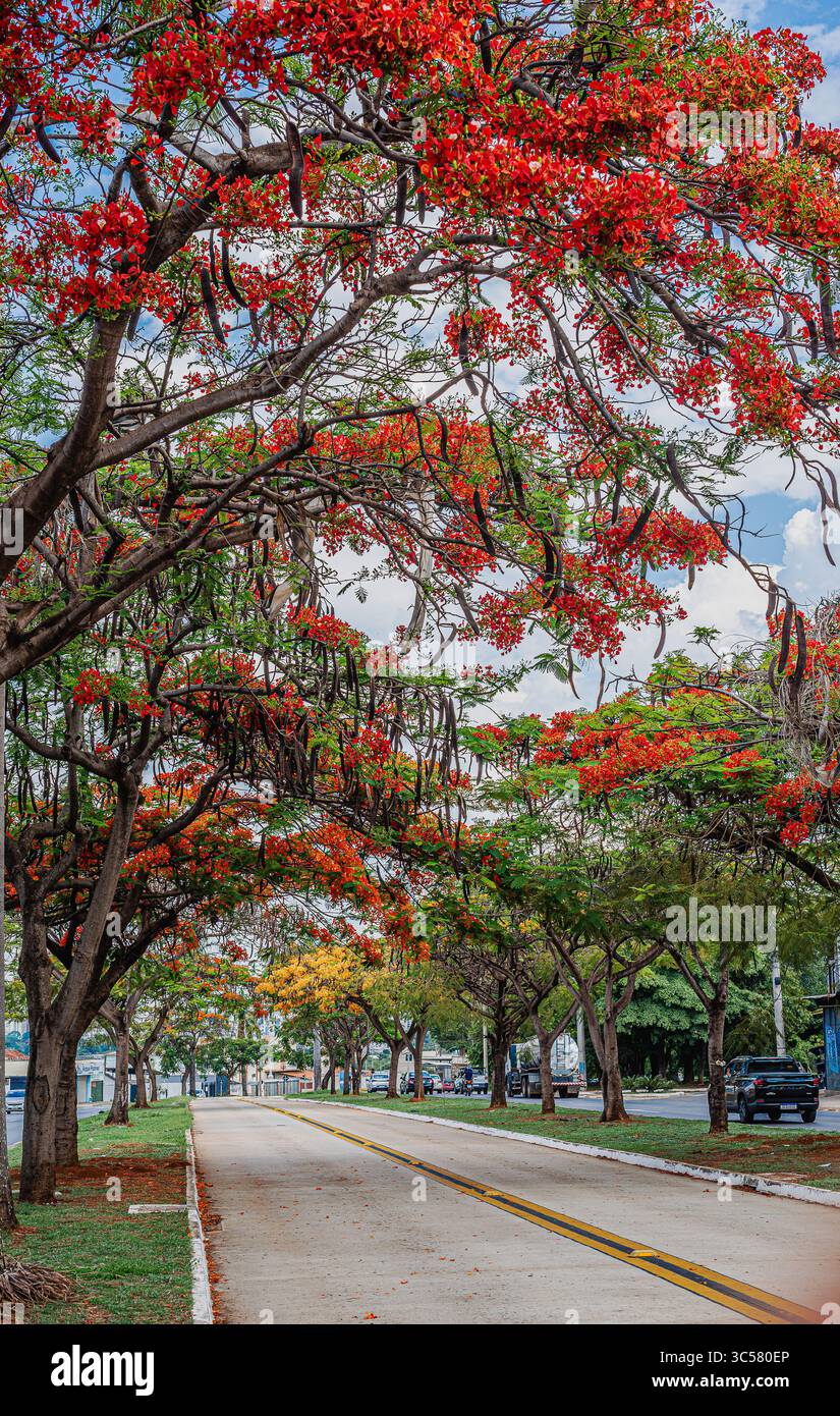 Flamboyant tropical tree in hi-res stock photography and images - Alamy