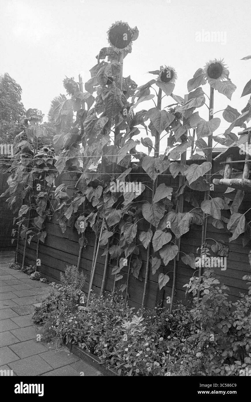 1950 2000 tall sunflowers hi-res stock photography and images - Alamy