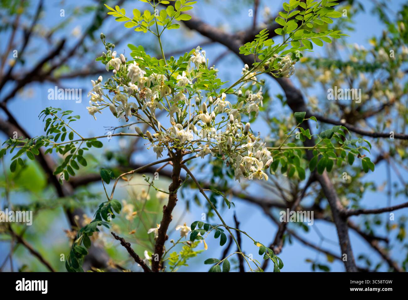 Flower of Moringa tree. Horseradish or Kalamunggay, Drumstick flower ...