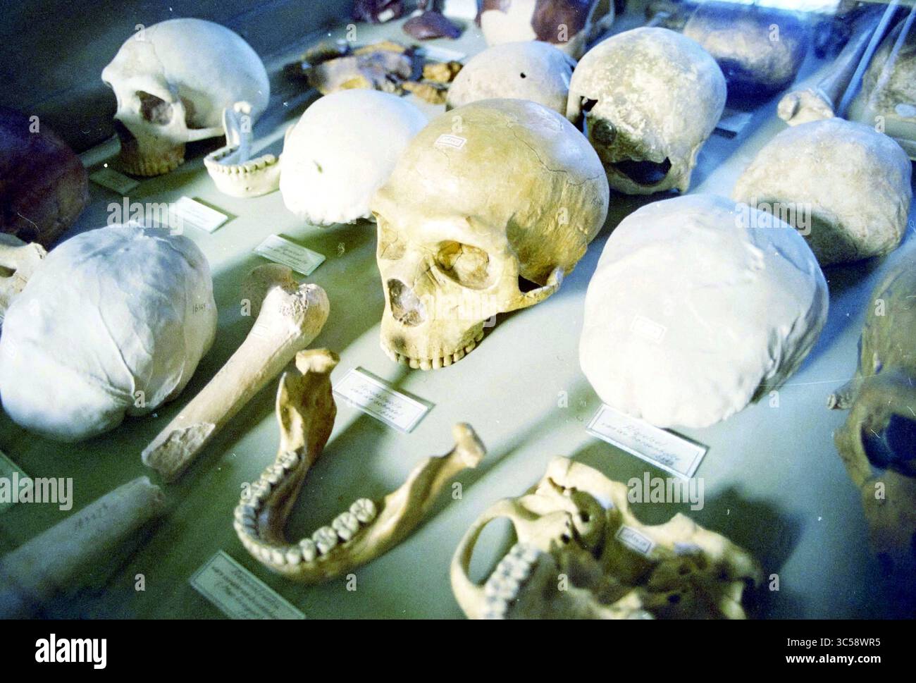 Skeleton arrival at the Teylers Museum, Haarlem, Spaarne, The ...