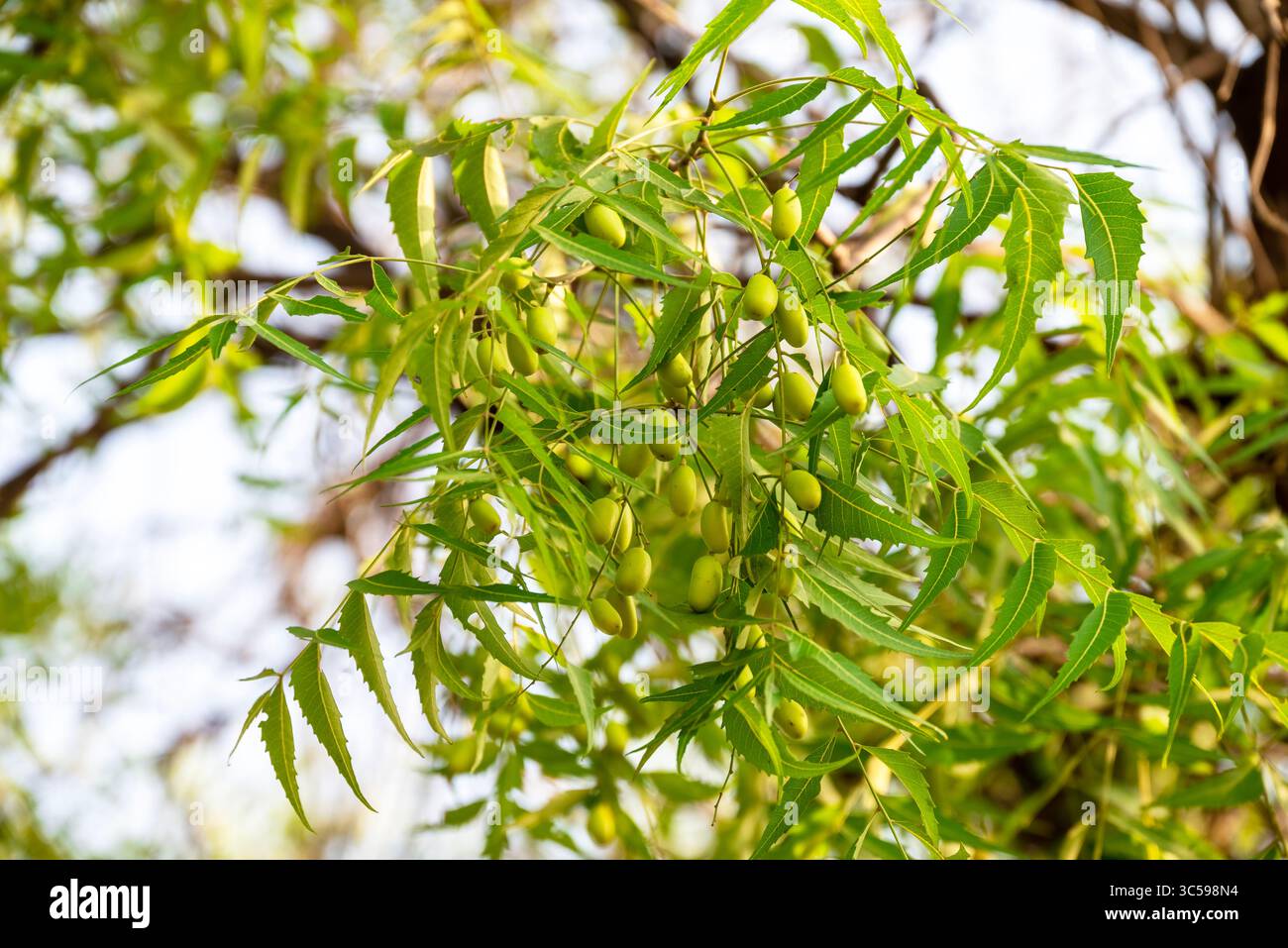 Fresh Neem fruit on tree with leaf on nature background, A leaves of ...