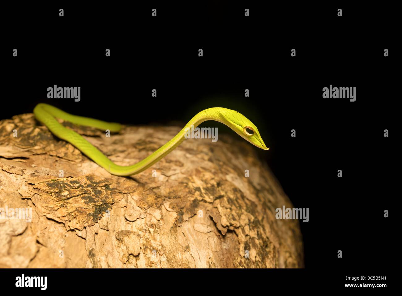 Ahaetulla nasuta, commonly known as the Vine Snake, located in ...