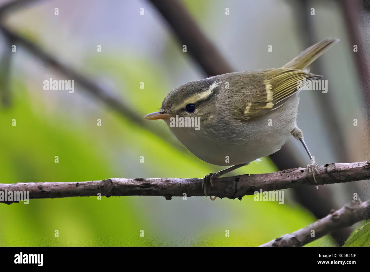 Capture of the Lemon-rumped Warbler (Phylloscopus chloronotus), also ...