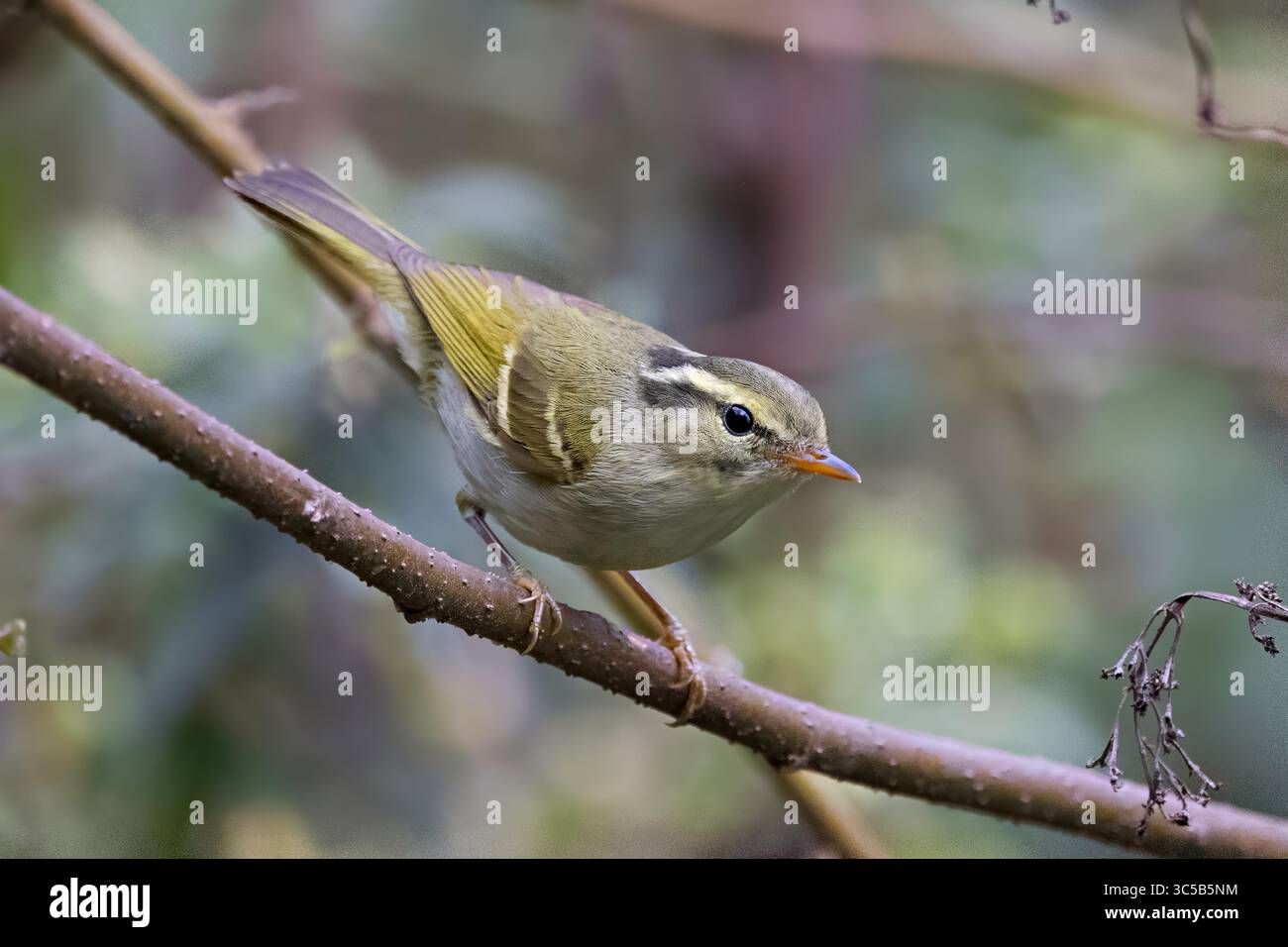The Lemon-rumped Warbler (Phylloscopus chloronotus), also known as the ...