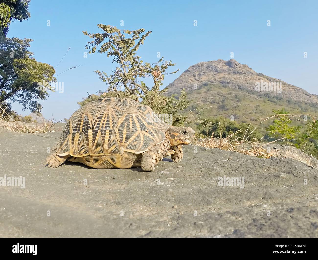 The Indian Star Tortoise (Geochelone elegans) in its native habitat of ...