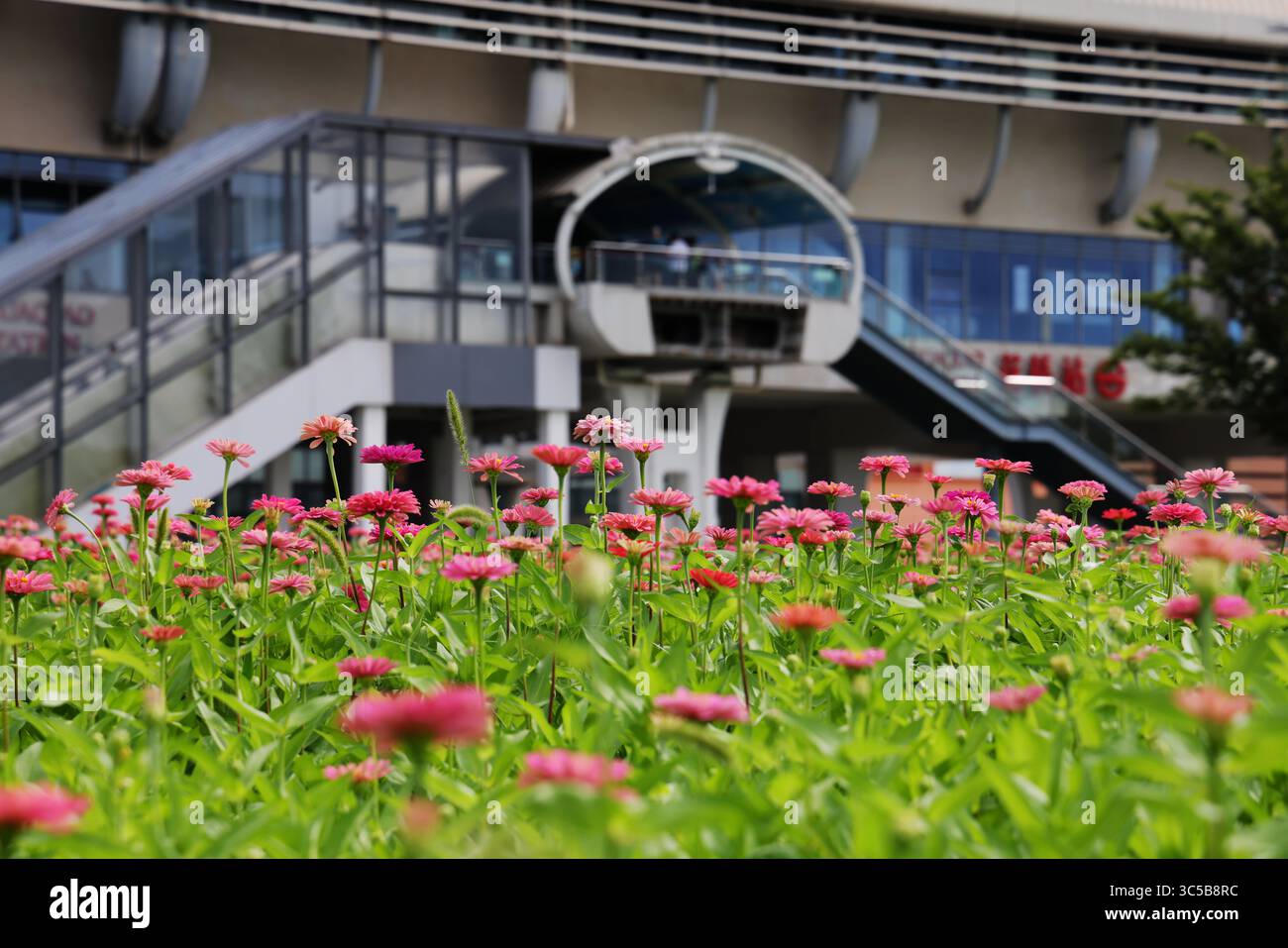 Summer flowers bloom in Suzhou City, east China's Jiangsu Province, 27 ...