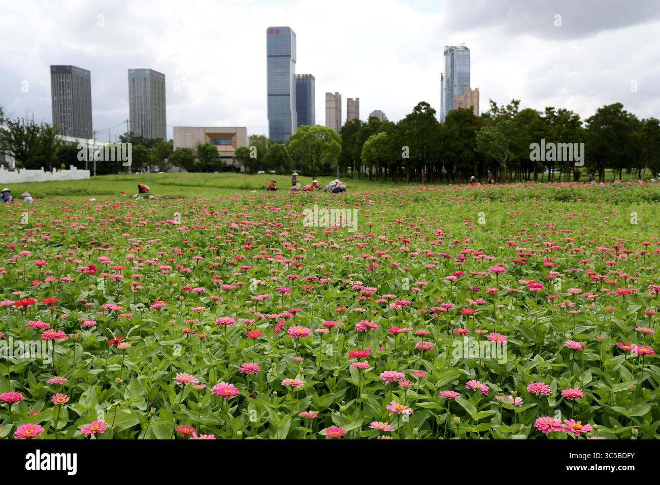 Summer flowers bloom in Suzhou City, east China's Jiangsu Province, 27 ...