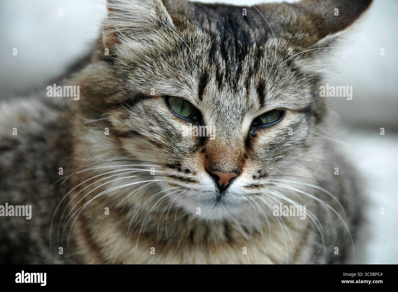 Close up cat calm expression hi-res stock photography and images - Alamy