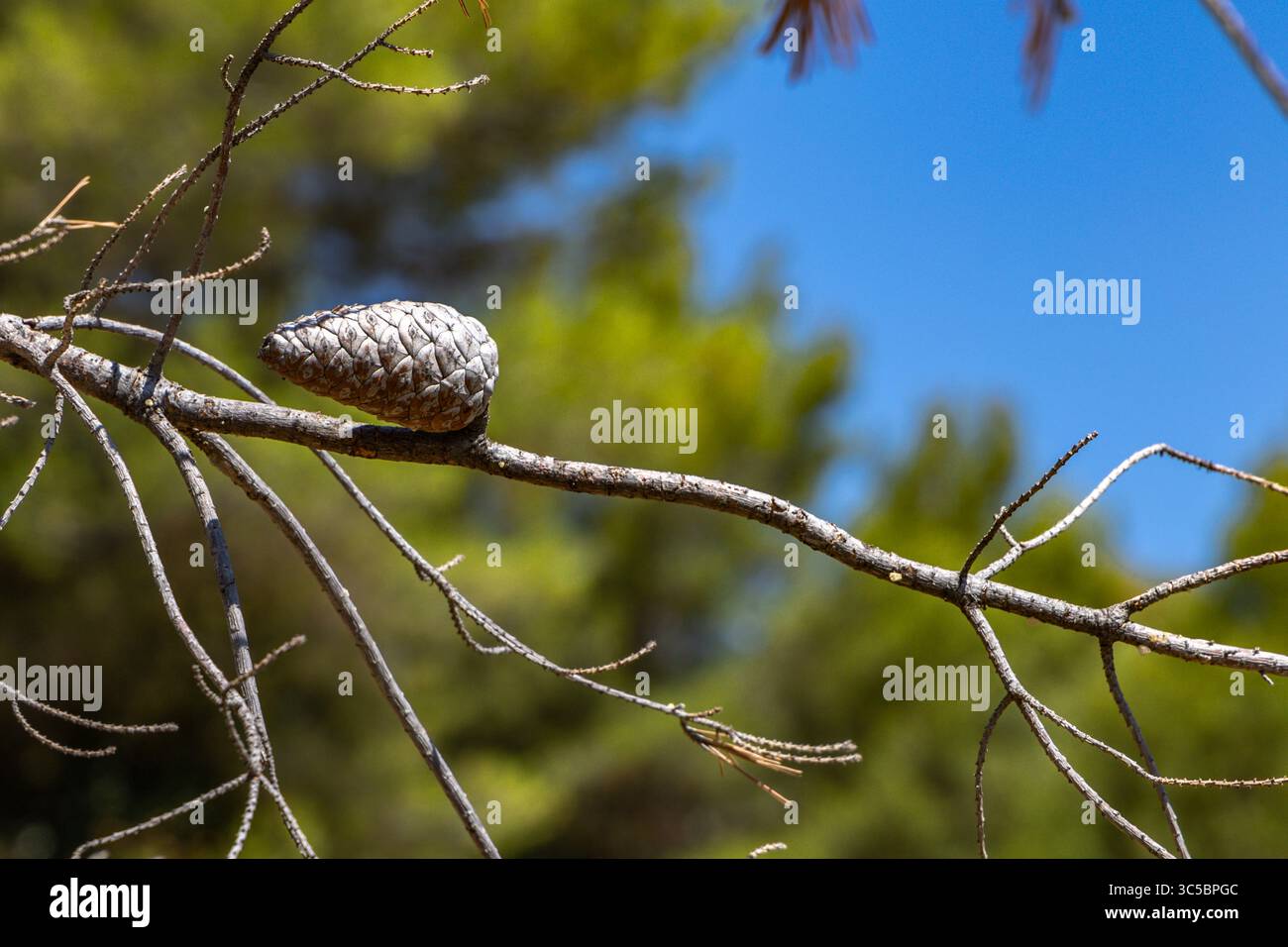 Mediterranean vegetation, the effect of high temperatures on trees, dry ...