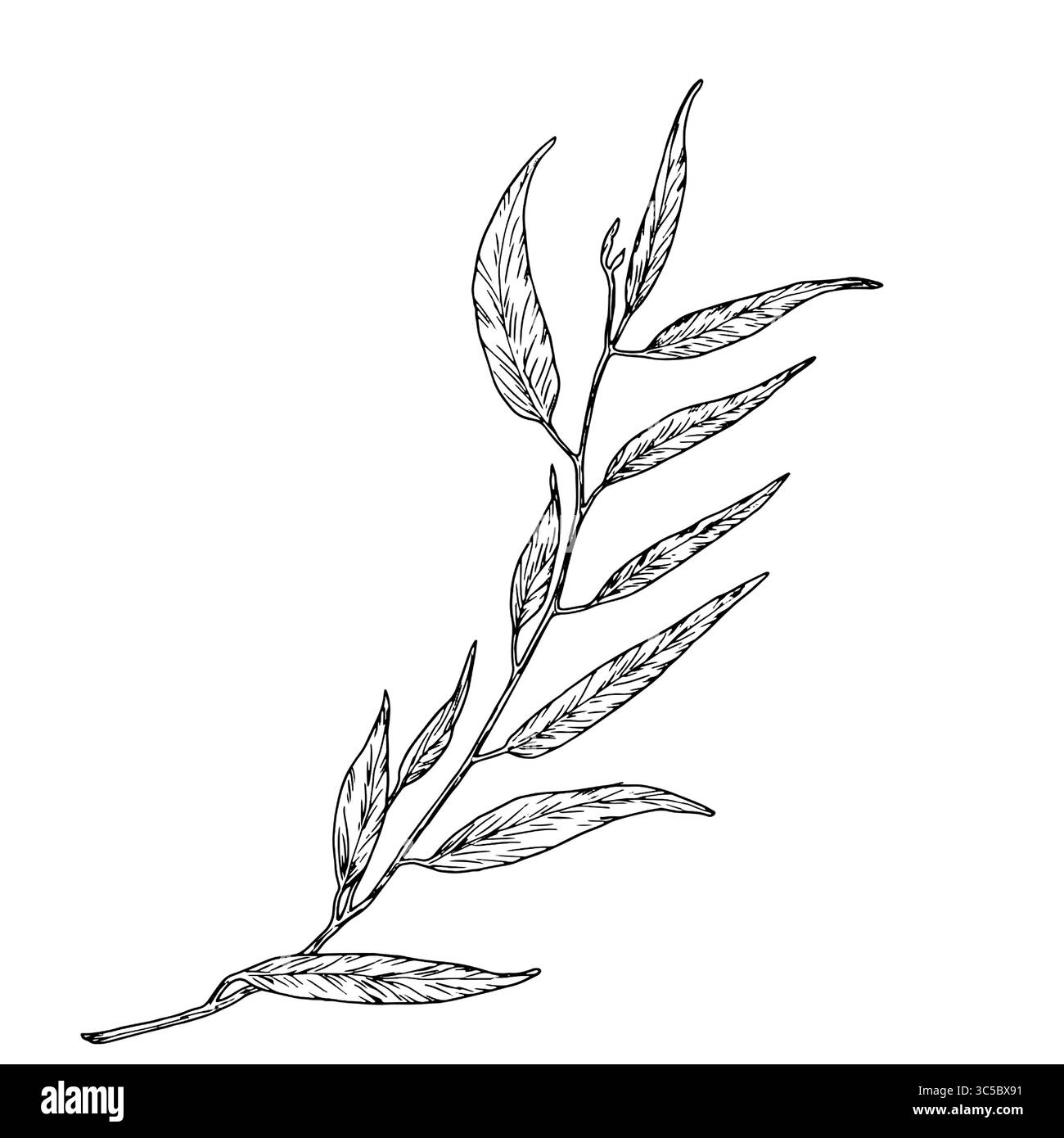 Willow branch with graceful thin leaves, simple sketch. Vector ...