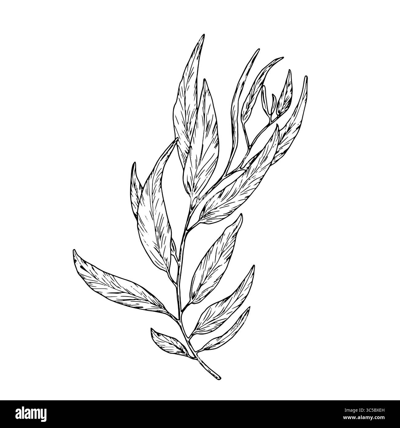 Willow branch with graceful thin leaves, simple sketch. Vector ...