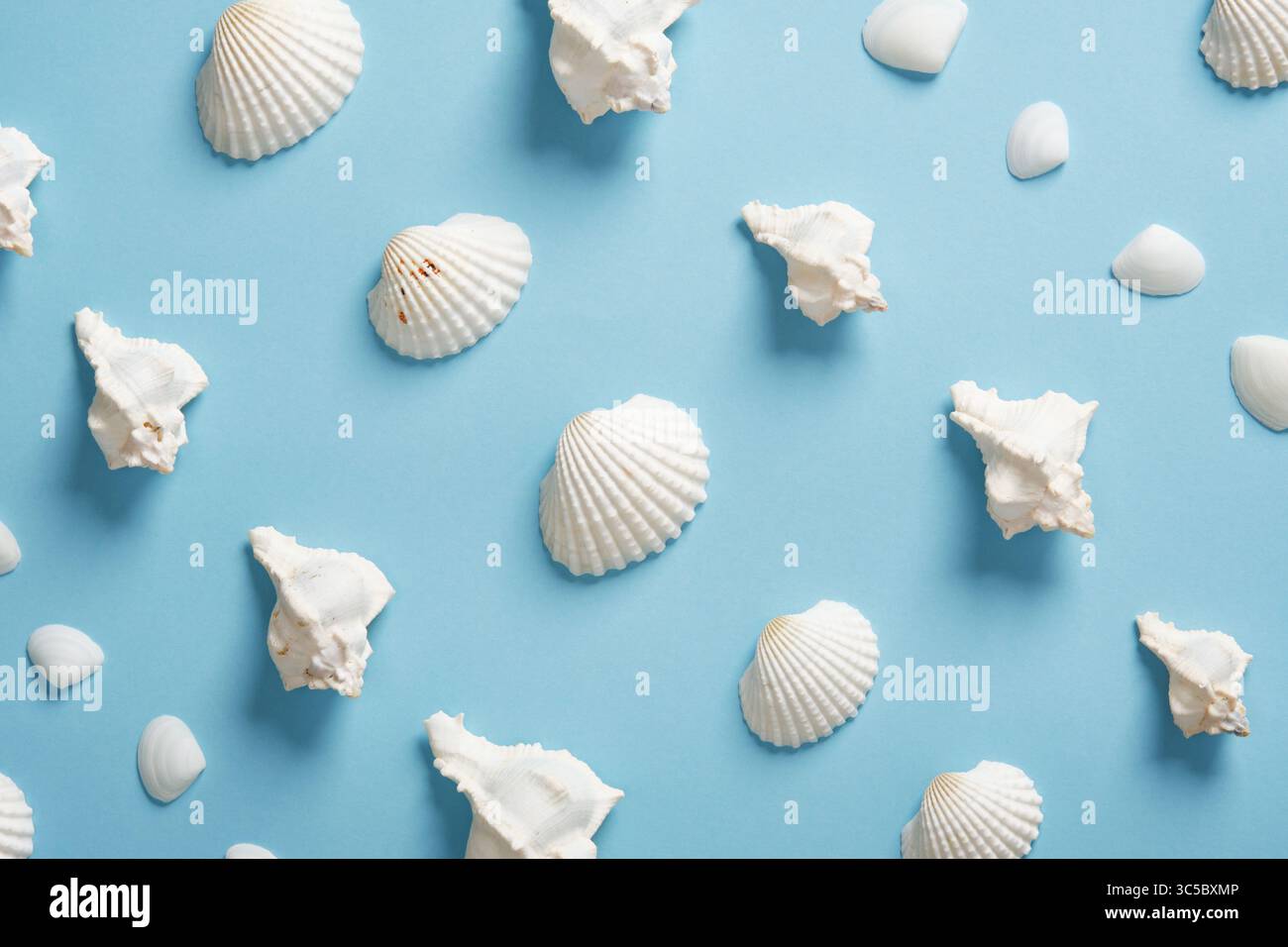 Various types of white shells, scallops and conchs, on a smooth light ...