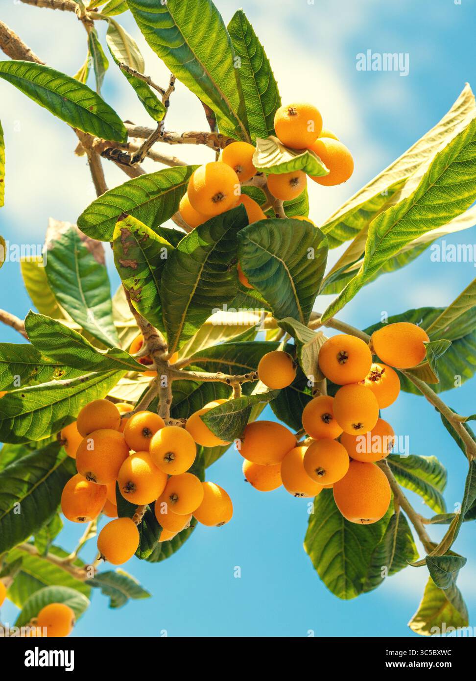 Fruits tree vertical banner hi-res stock photography and images - Alamy