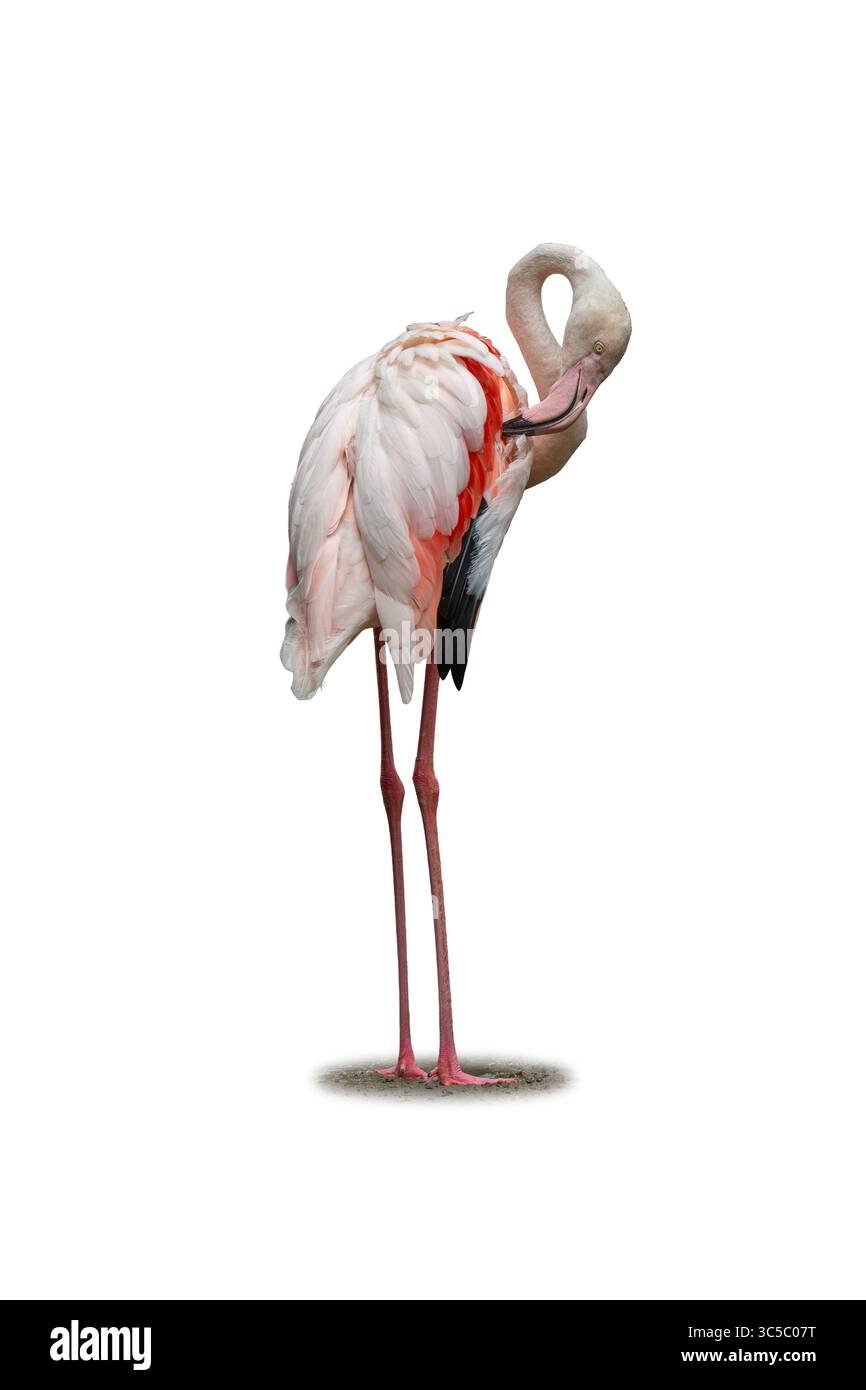 A vibrant flamingo captured mid-preen, showcasing its elegant curved ...