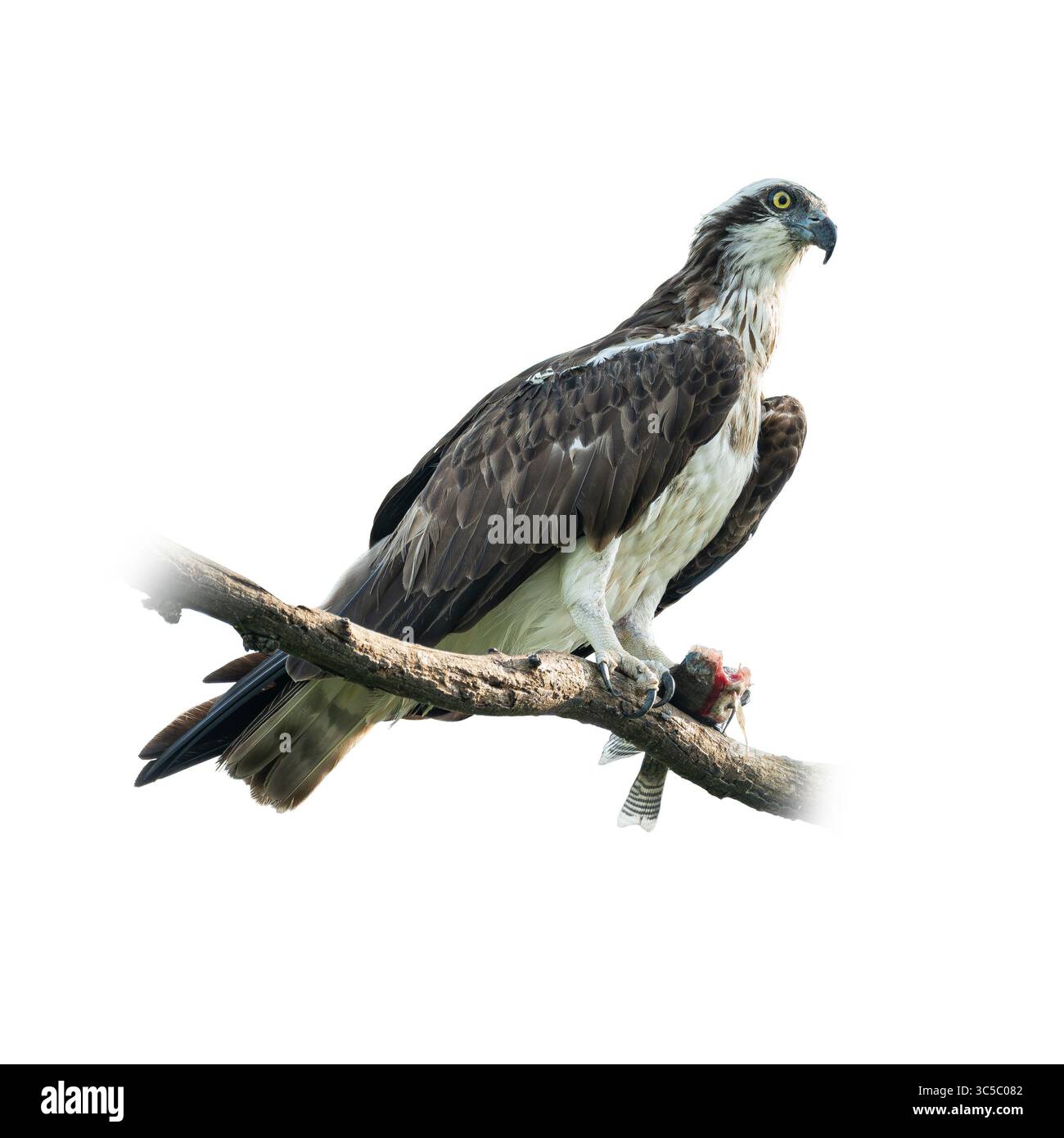 Avian predator wildlife Cut Out Stock Images & Pictures - Alamy