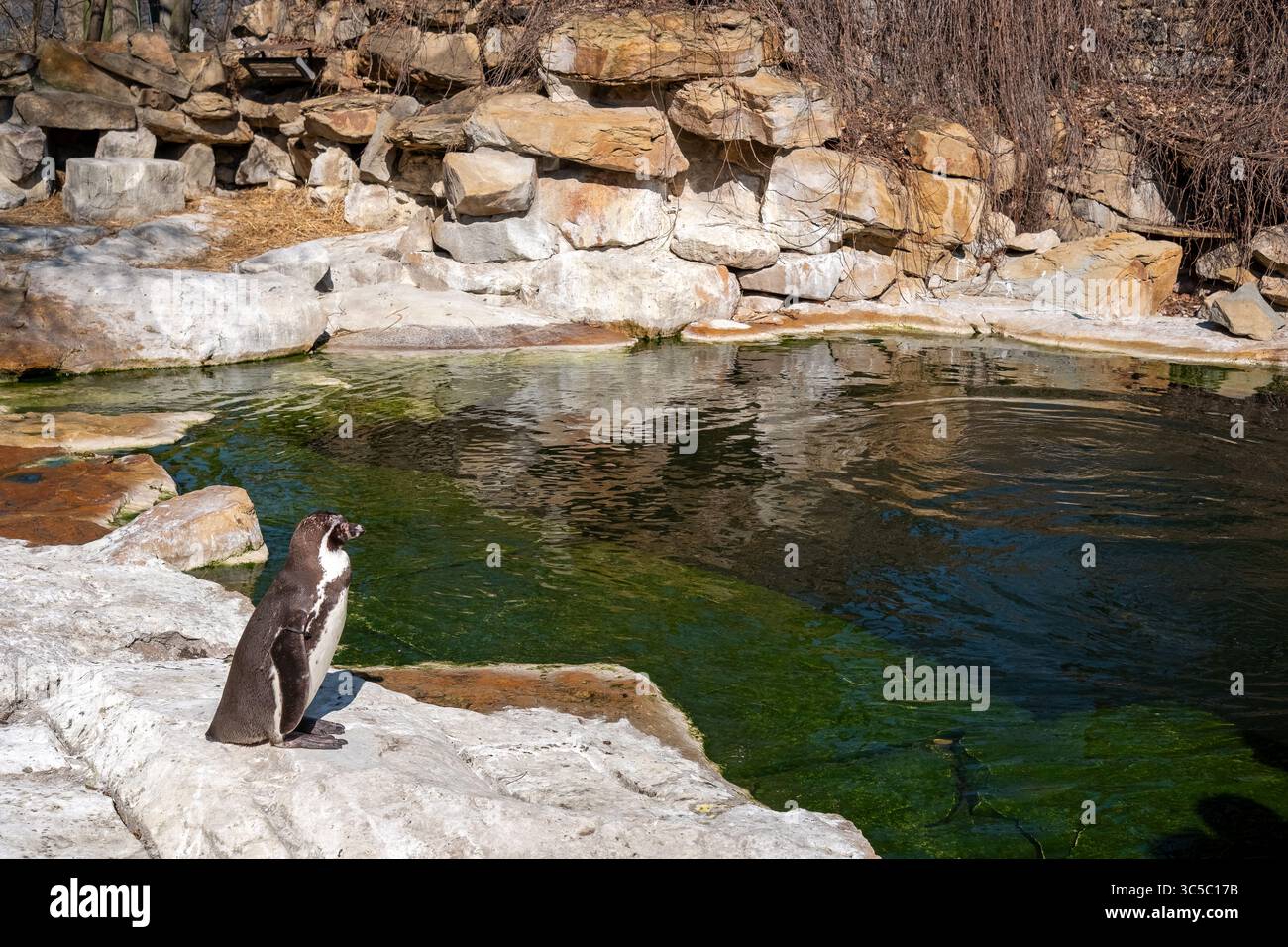 Penguin on a rock formation hi-res stock photography and images - Alamy