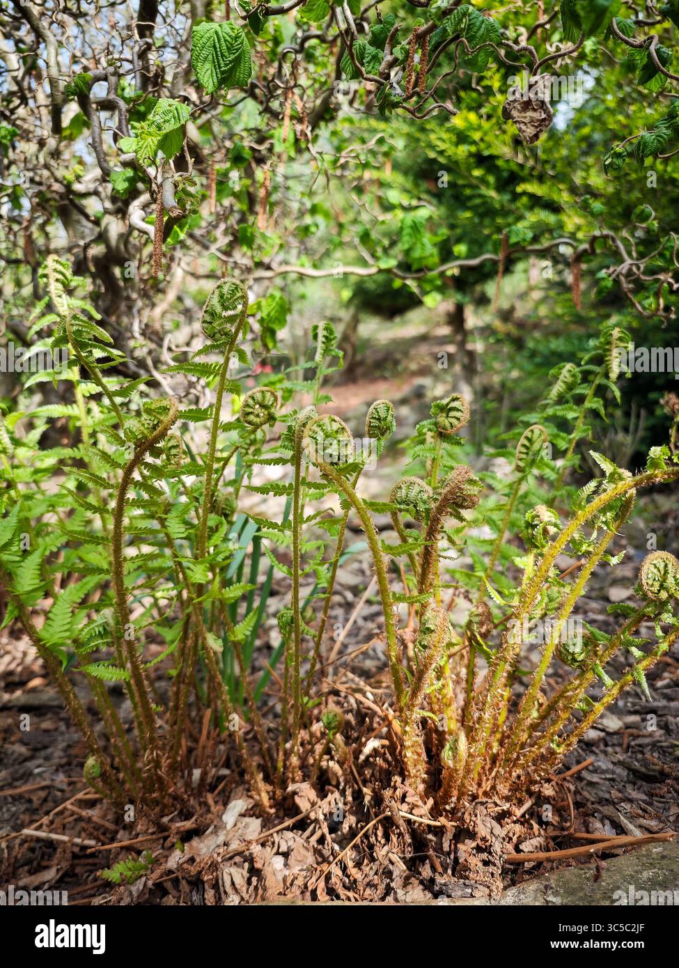 Emerging young fern fronds growing in a forest garden, with fresh green ...