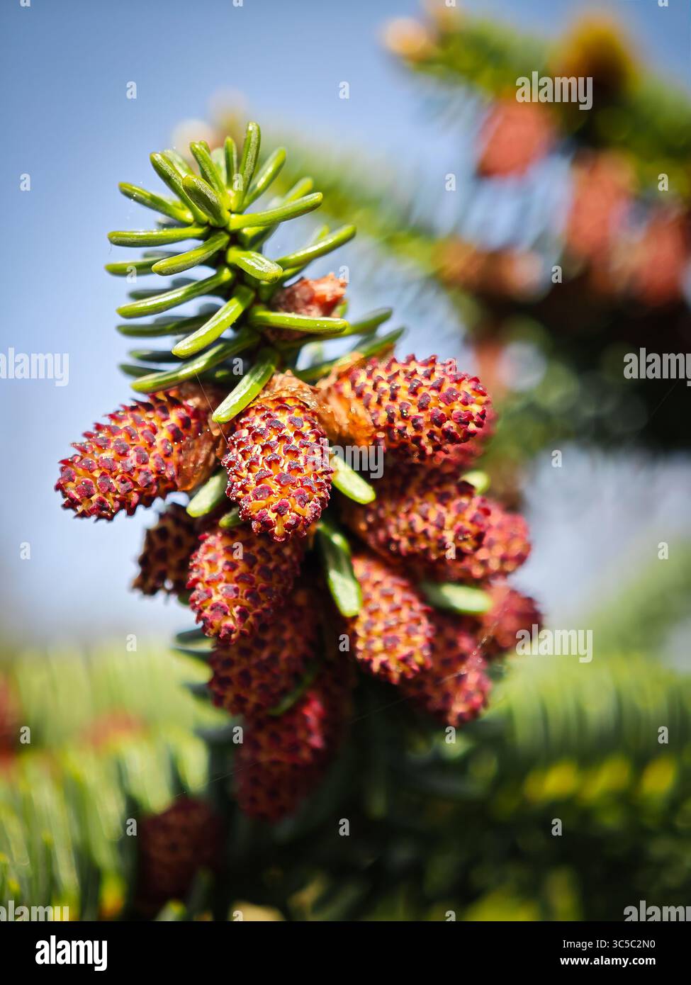Male fir hi-res stock photography and images - Alamy