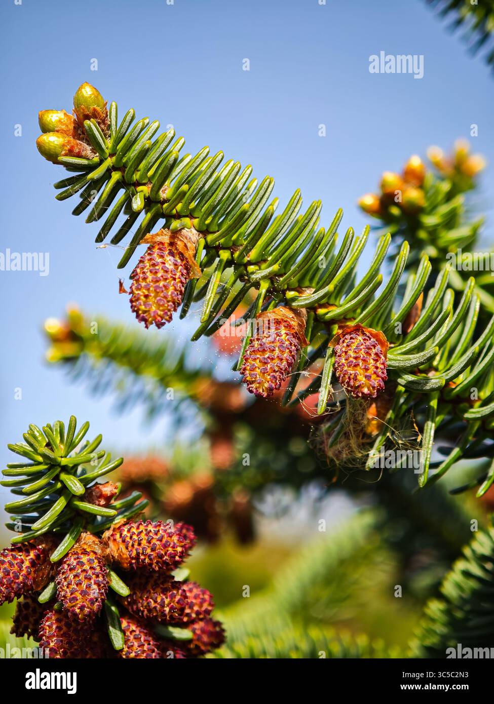 Conifer cones release pollen hi-res stock photography and images - Alamy