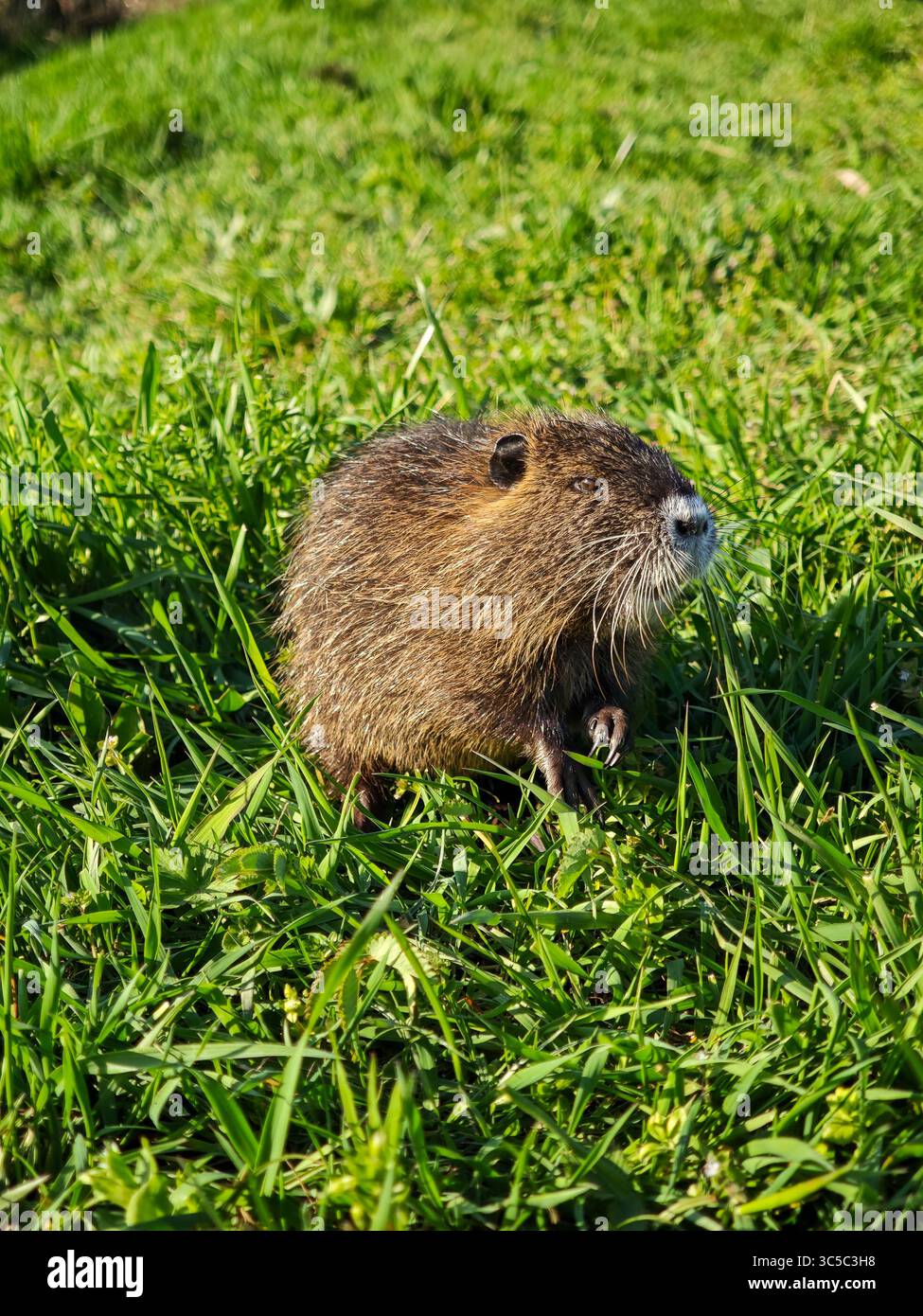Watchful nutria hi-res stock photography and images - Alamy
