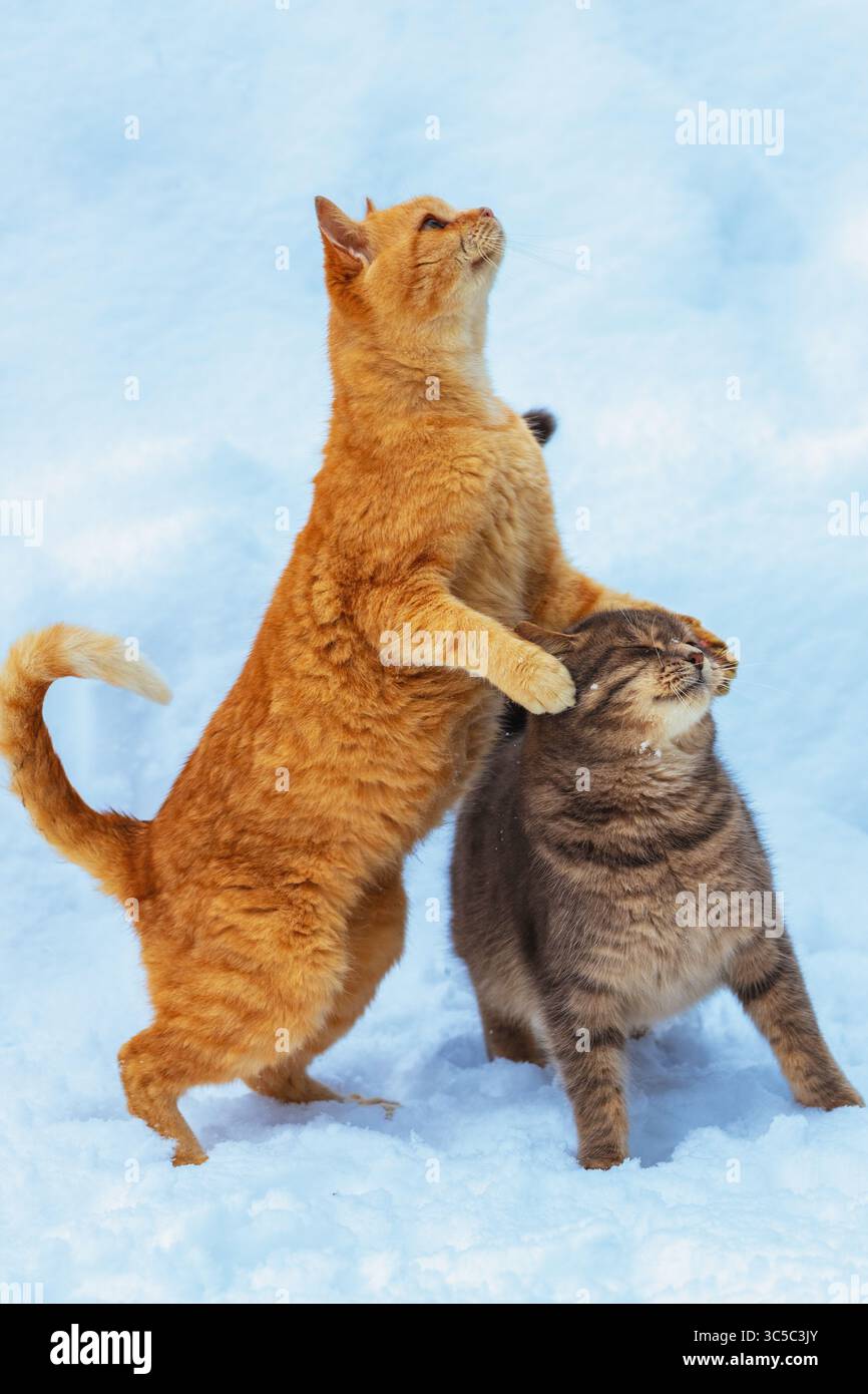 Two funny cats outside in the snow. Red playful cat looks at snowflakes ...