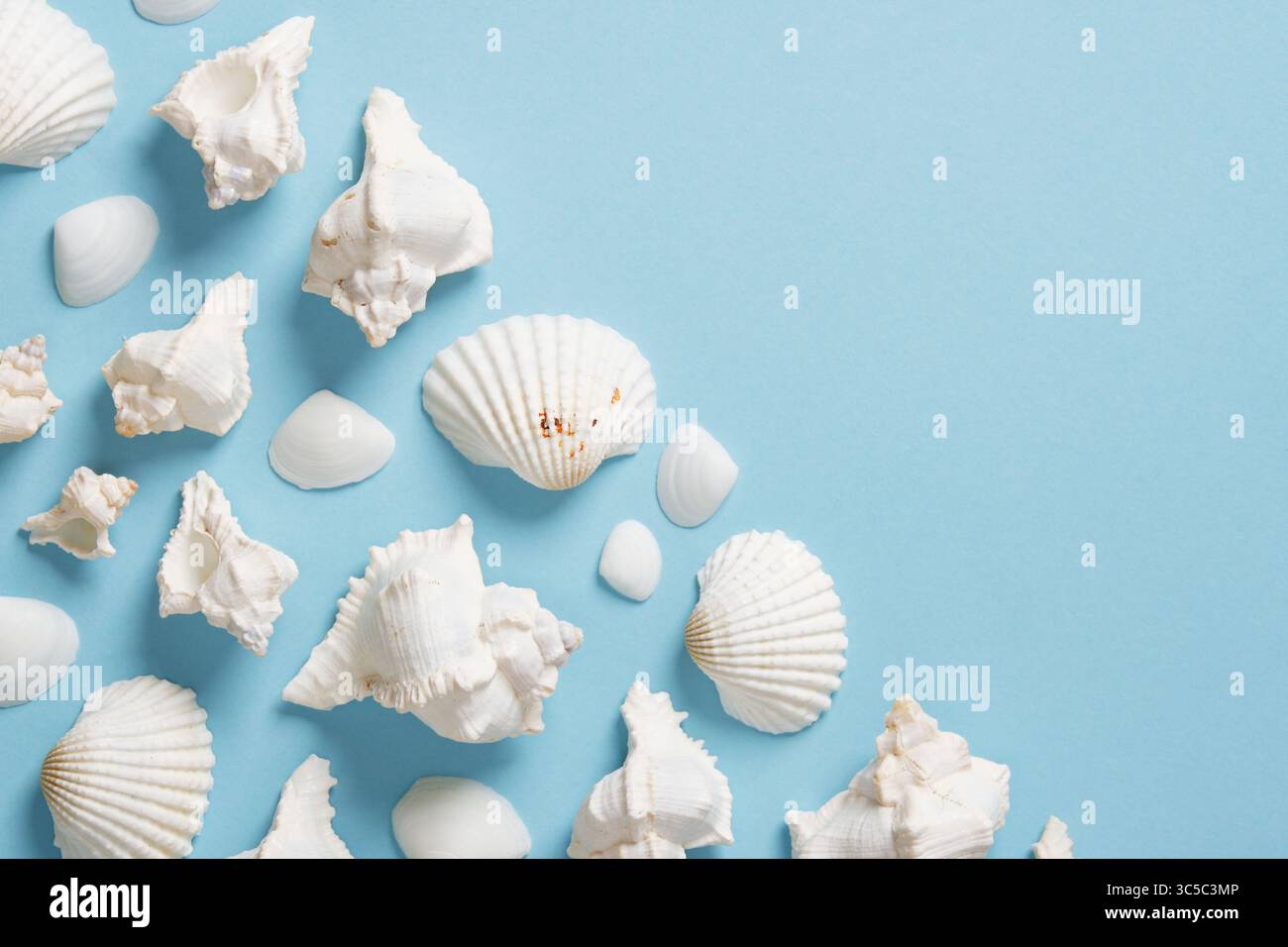 Card with white seashells on a light blue background. Space for your ...