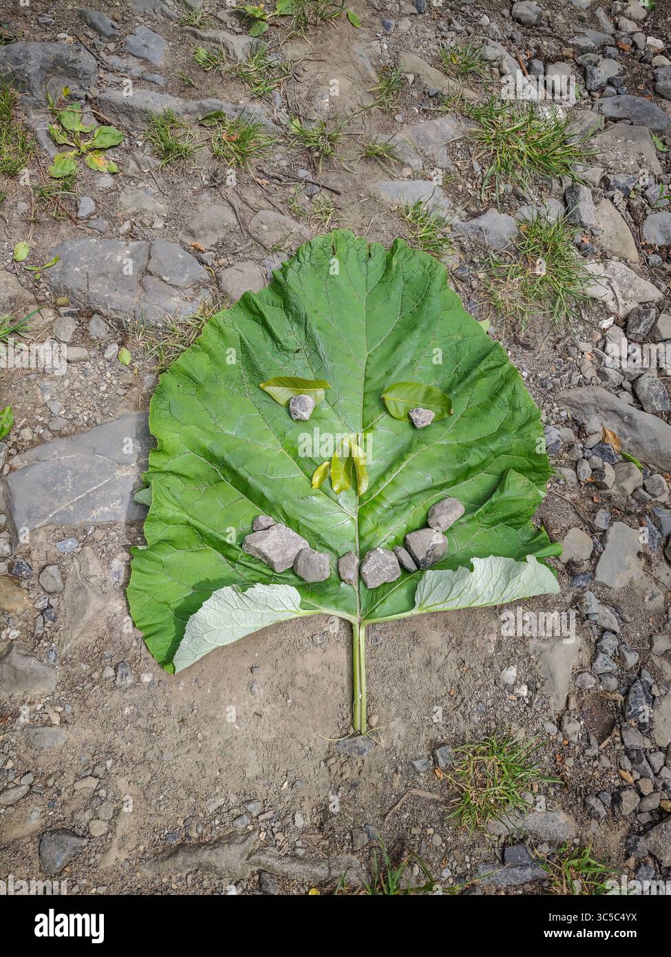 Large green leaf arranged on the ground to resemble a human face, using ...