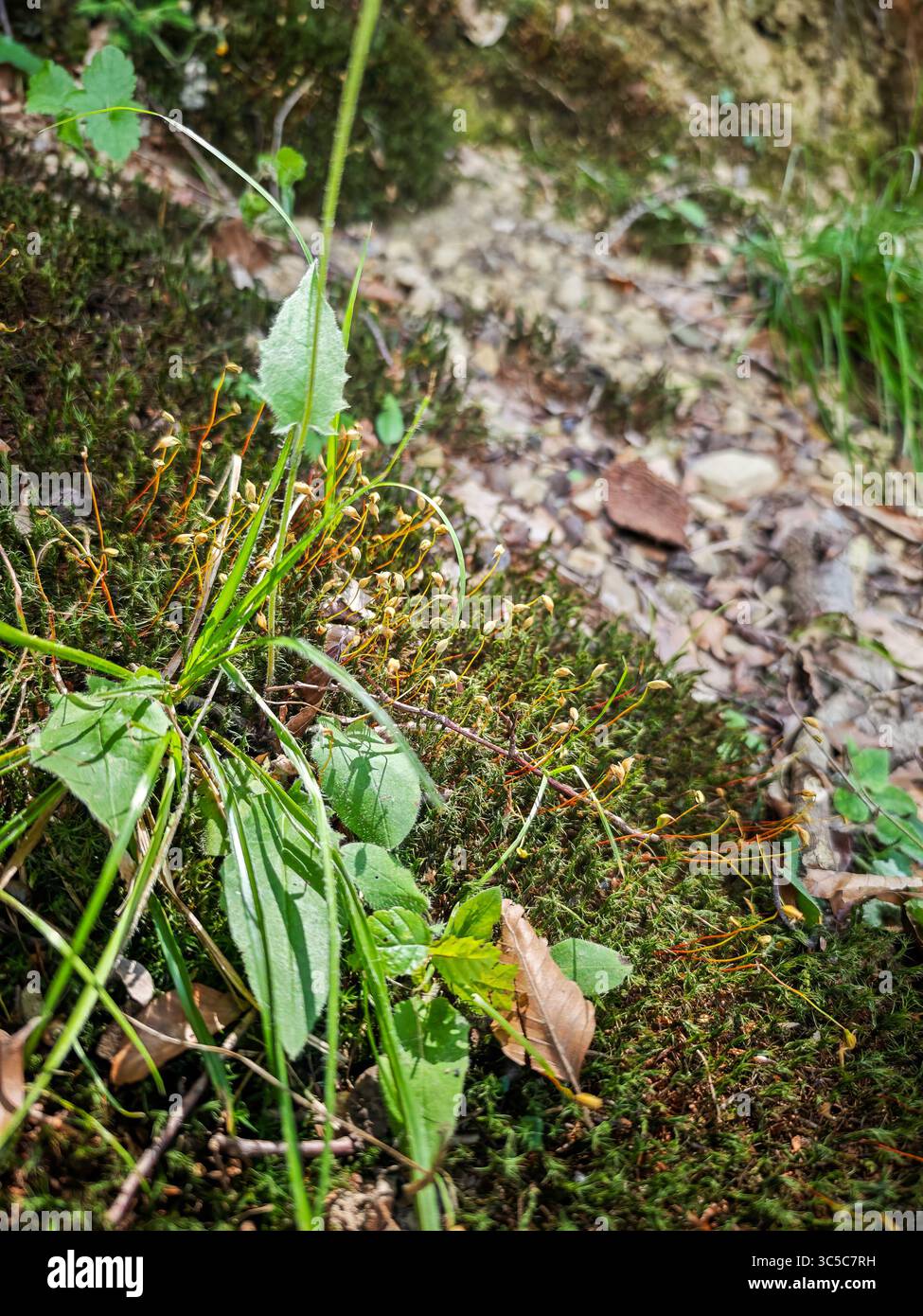 Close-up of moss with spore capsules, grass, and fallen leaves on a ...