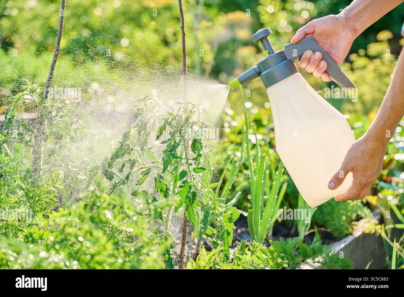 Spraying bio preparation on young tomato plants in raised bed Stock ...