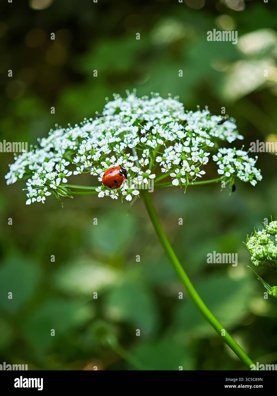 Ladybug sitting on blooming white wildflower umbel in forest ...
