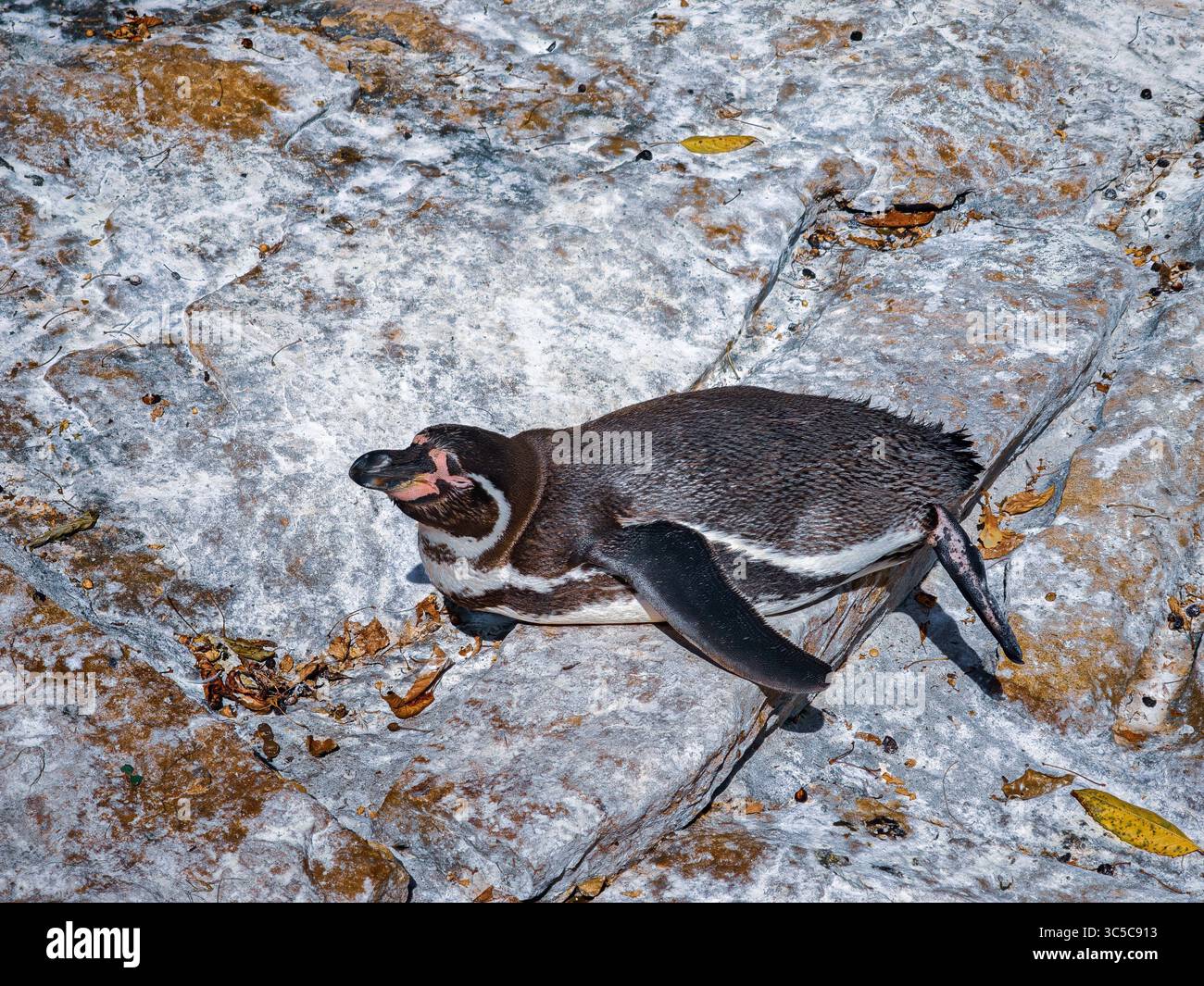 Flipper spread hi-res stock photography and images - Alamy