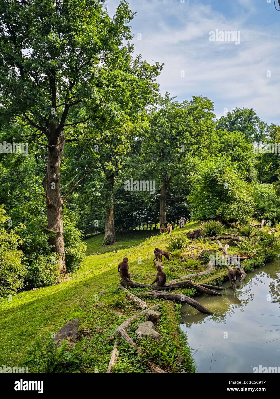 Monkeys zoo large group hi-res stock photography and images - Alamy