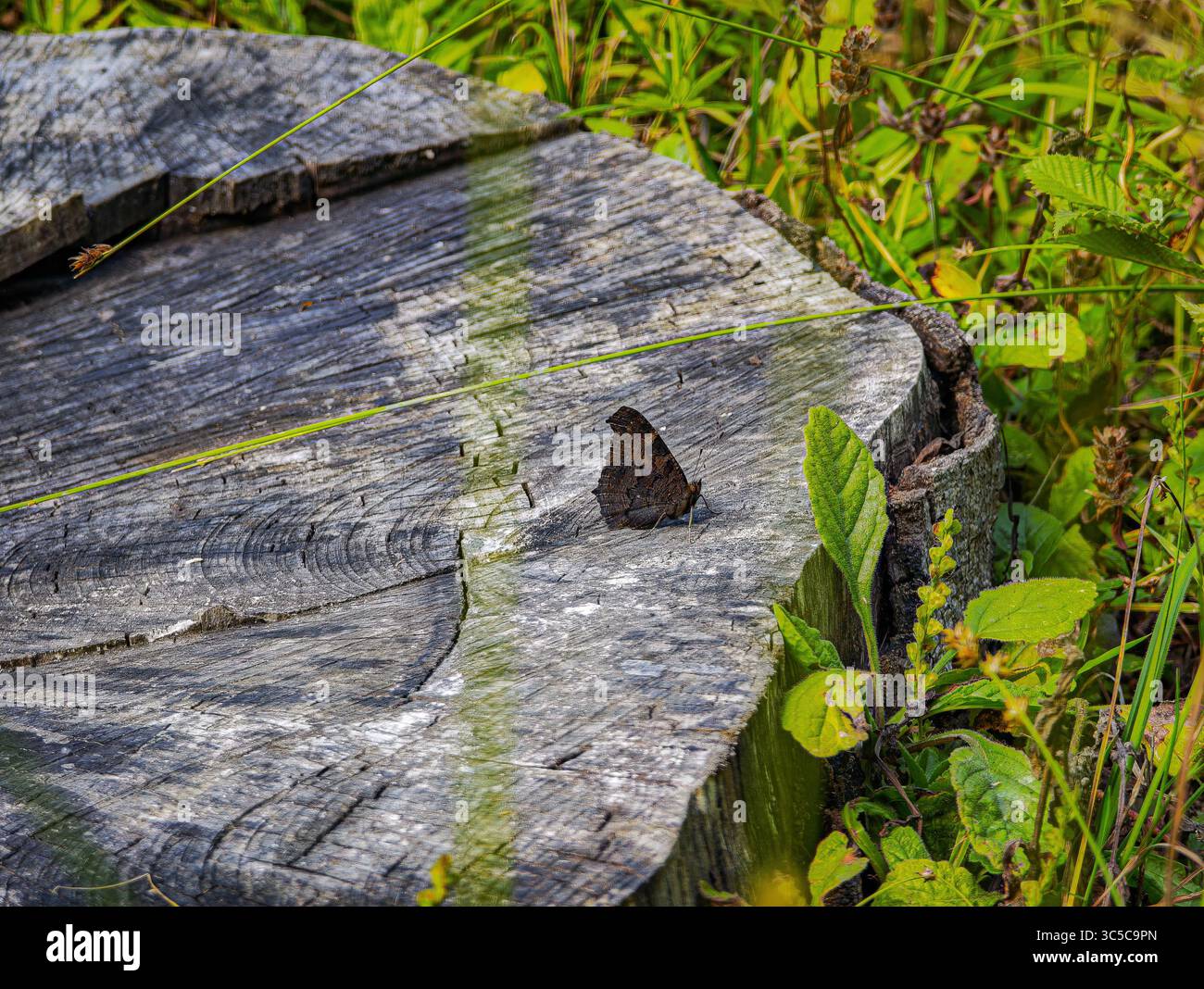 Camouflaged butterfly resting on old tree stump in overgrown meadow, blending with wood texture ...