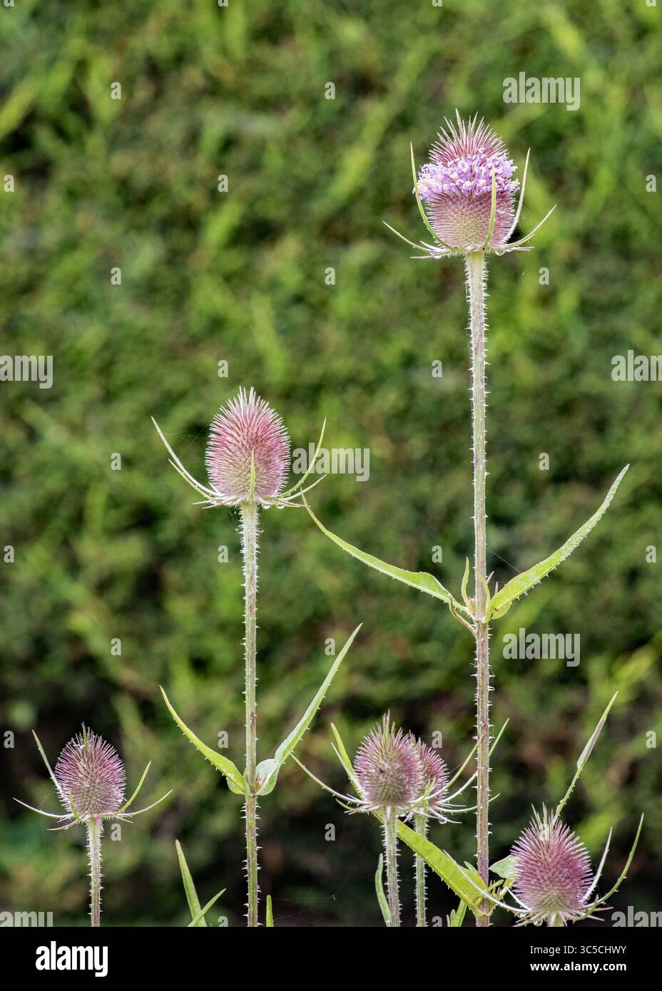 Teasel,Dipsacus fullonum, a tall prickly Eurasian plant with spiny ...