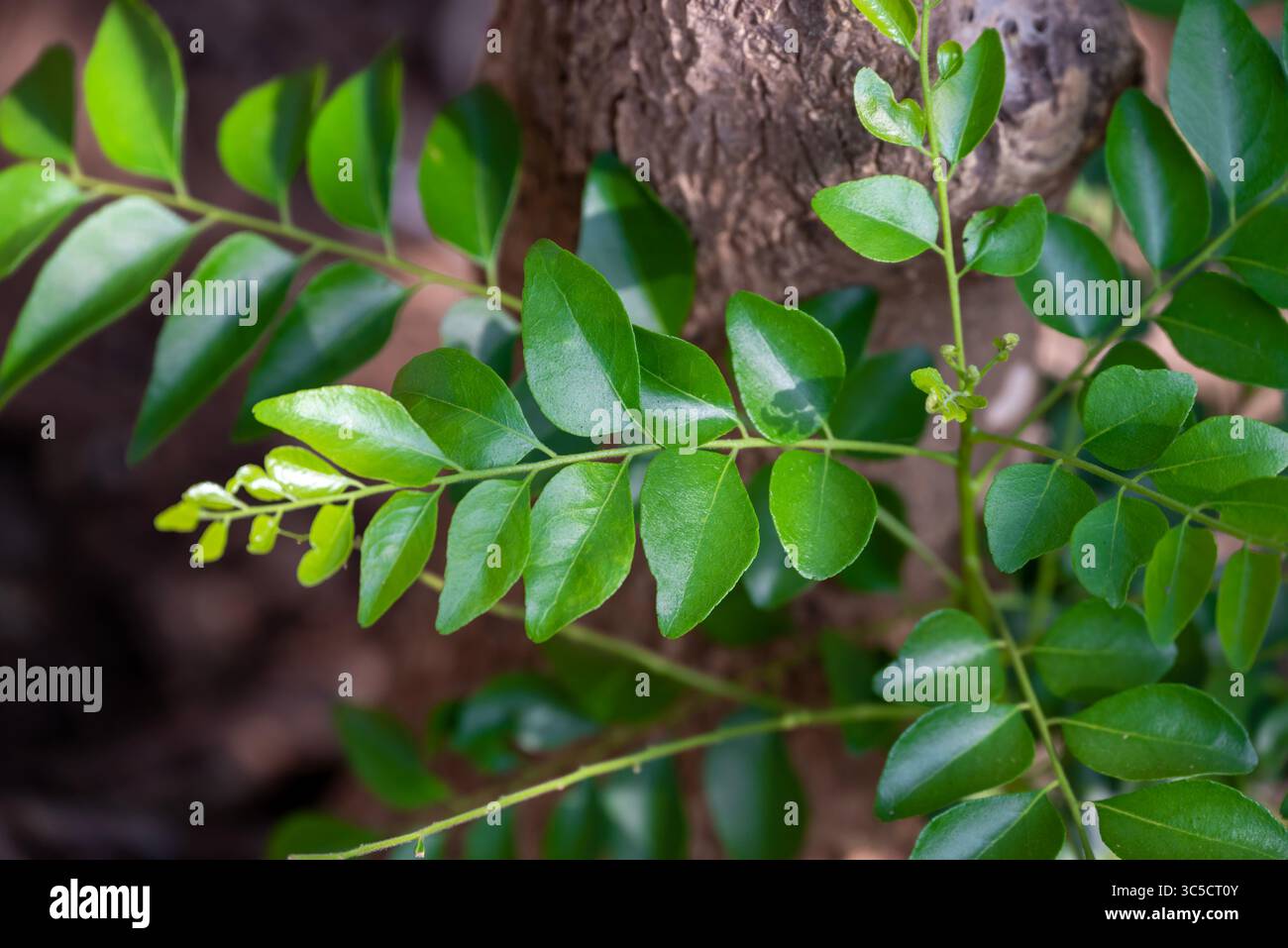 Fresh organic curry leaves, Curry leaves tree plant close up Stock ...
