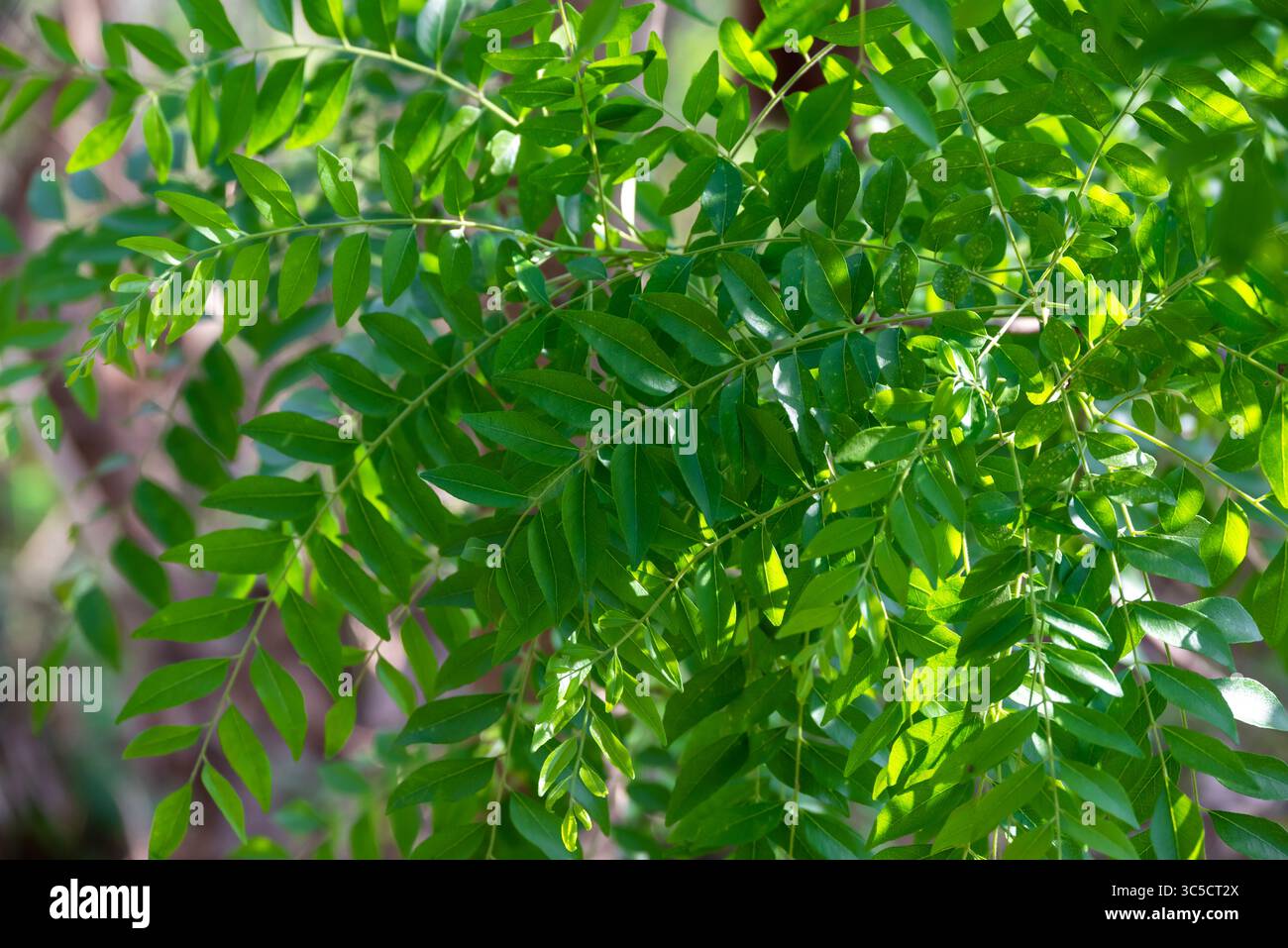 Fresh organic curry leaves, Curry leaves tree plant close up Stock ...