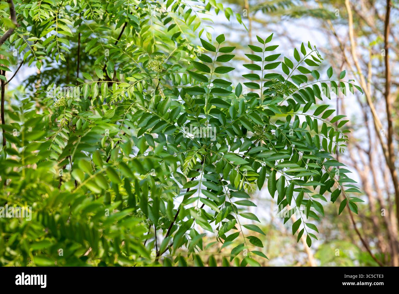 Fresh organic curry leaves, Curry leaves tree plant close up Stock ...