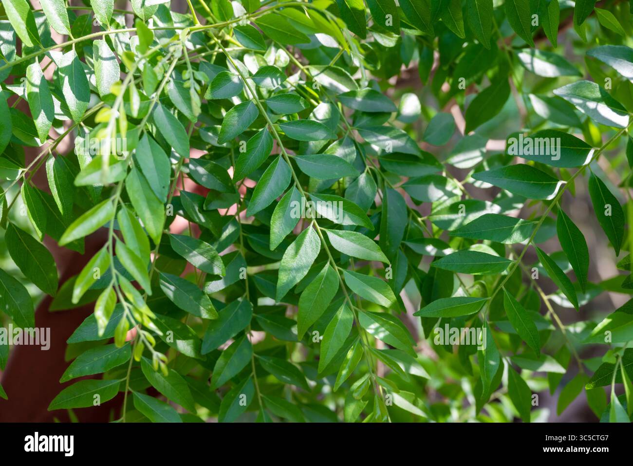 Fresh organic curry leaves, Curry leaves tree plant close up Stock ...