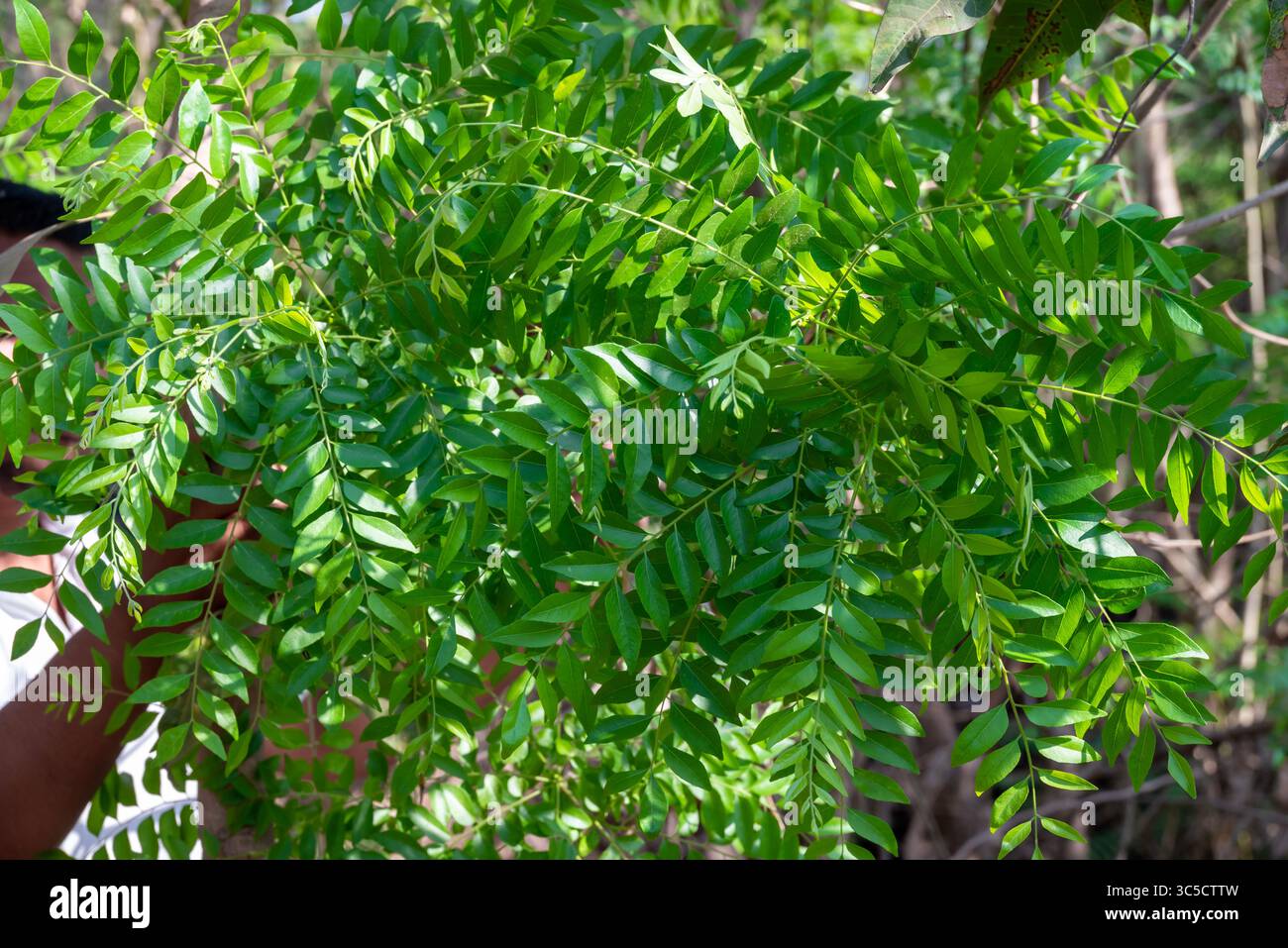 Fresh organic curry leaves, Curry leaves tree plant close up Stock ...