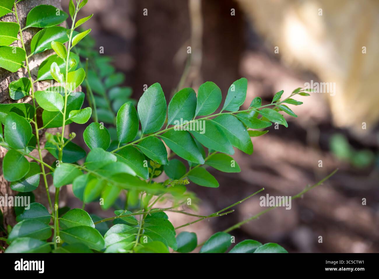 Fresh organic curry leaves, Curry leaves tree plant close up Stock ...