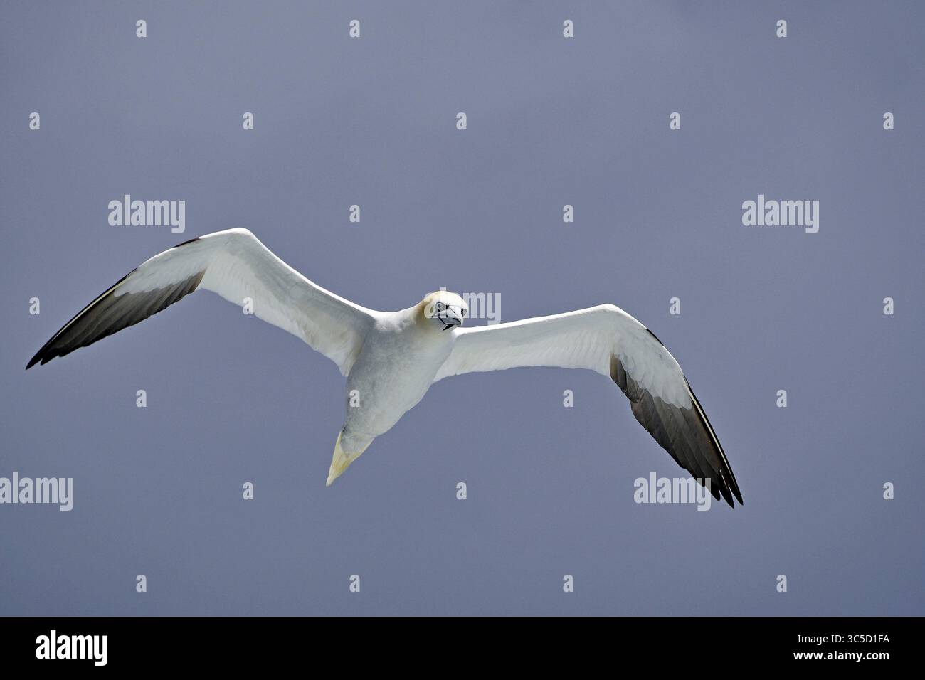 A gannet gliding in the sky with open wings, boat tour, Noss, Shetland ...