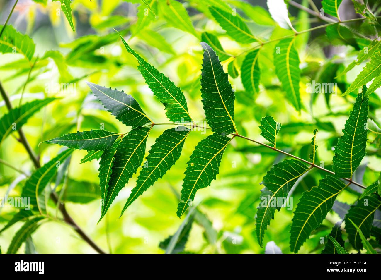 Medicinal ayurvedic azadirachta indica or Neem leaves. powerful ...