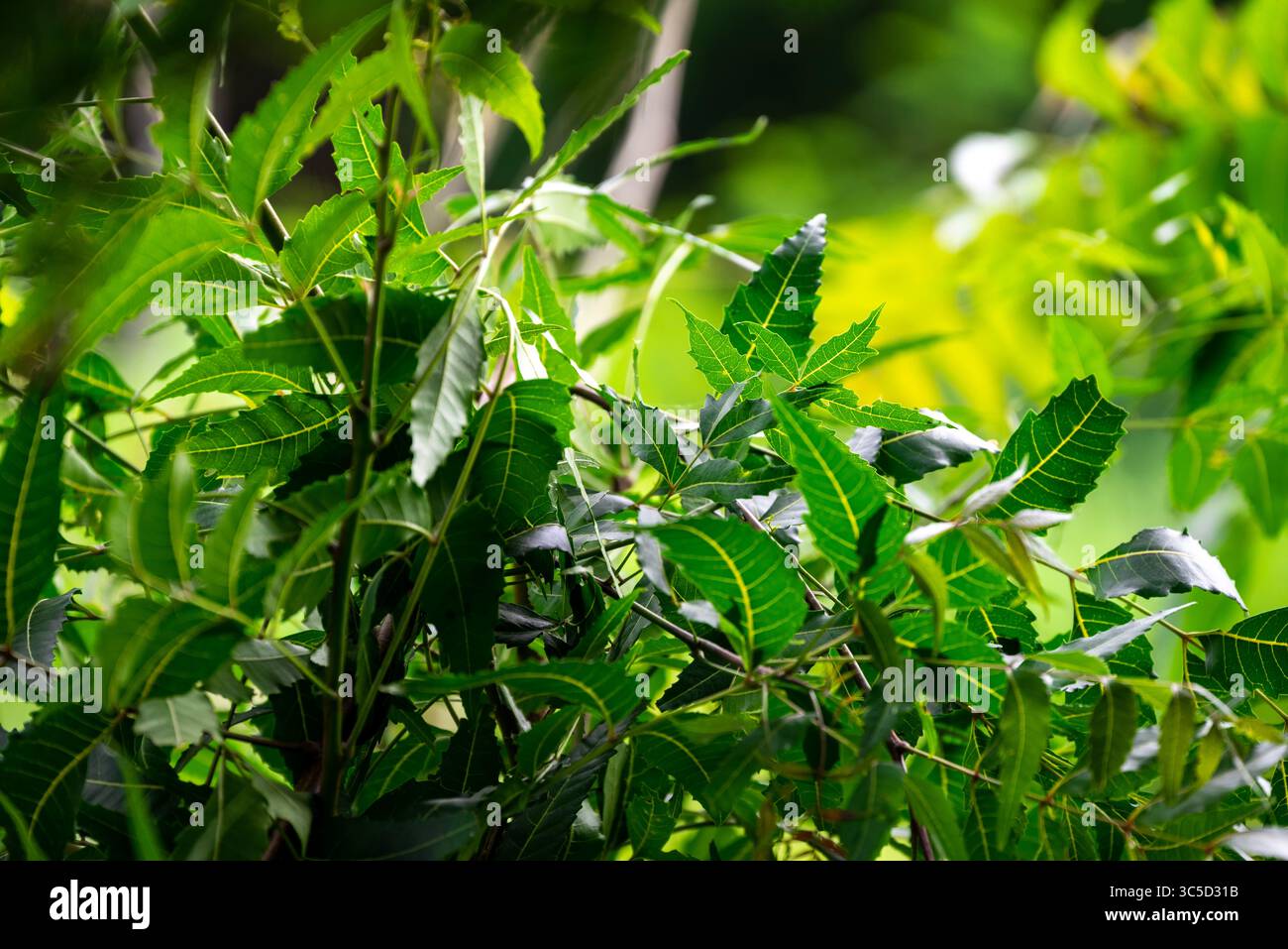 Medicinal ayurvedic azadirachta indica or Neem leaves. powerful ...